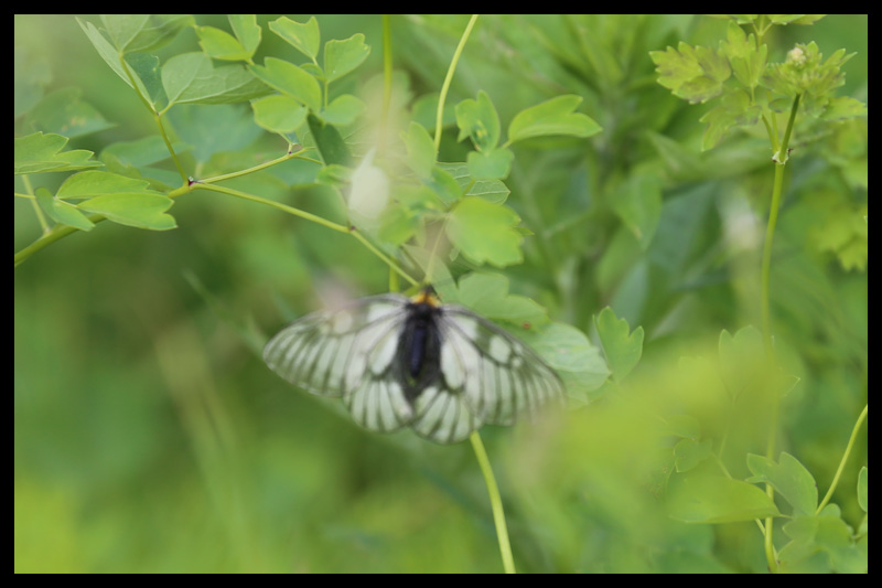 Parnassius stubbendorfiiヒメウスバシロチョウ