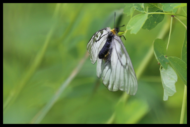 Parnassius stubbendorfiiヒメウスバシロチョウ