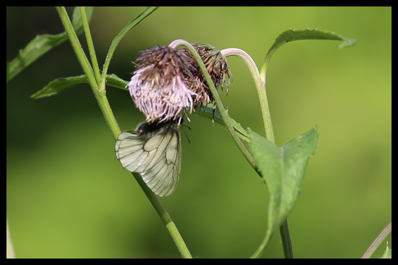 Parnassius stubbendorfiiヒメウスバシロチョウ