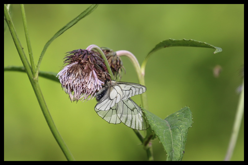Parnassius stubbendorfiiヒメウスバシロチョウ