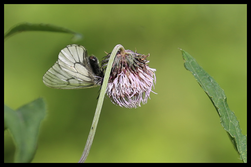 Parnassius stubbendorfiiヒメウスバシロチョウ
