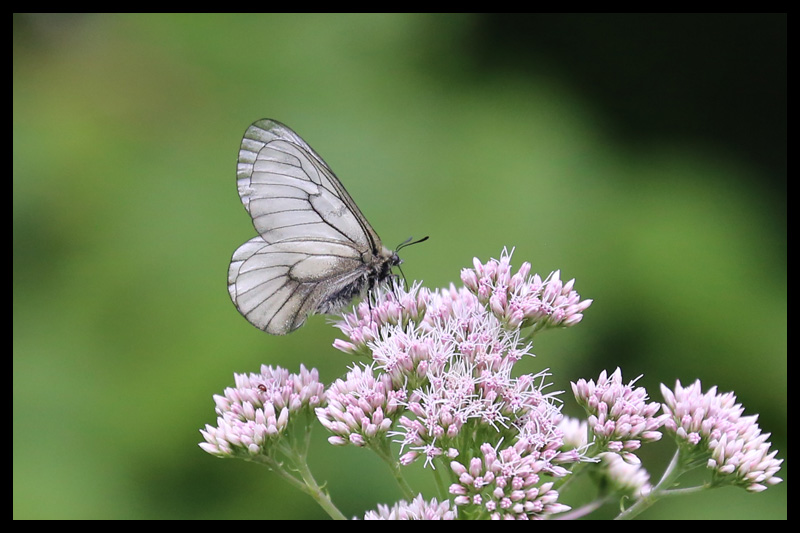 Parnassius stubbendorfiiヒメウスバシロチョウ