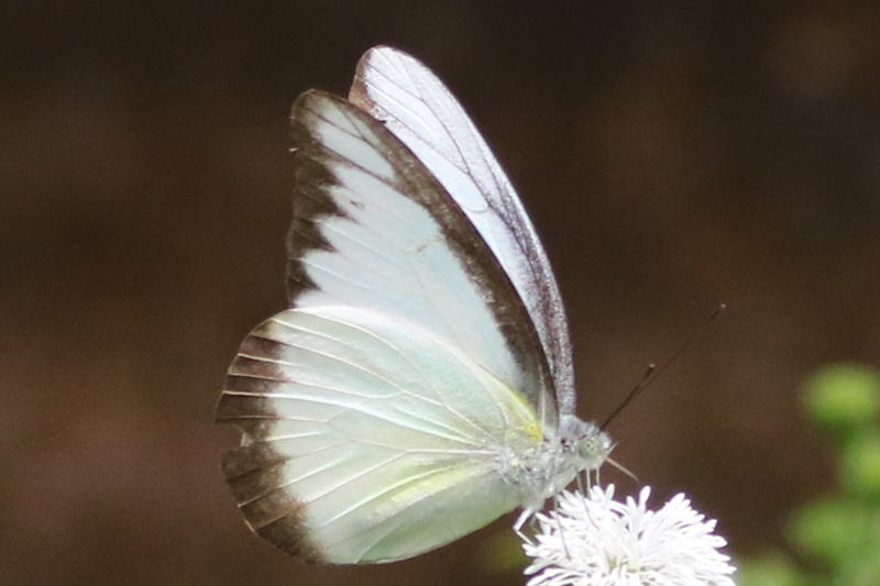 Appias lyncidaタイワンシロチョウ