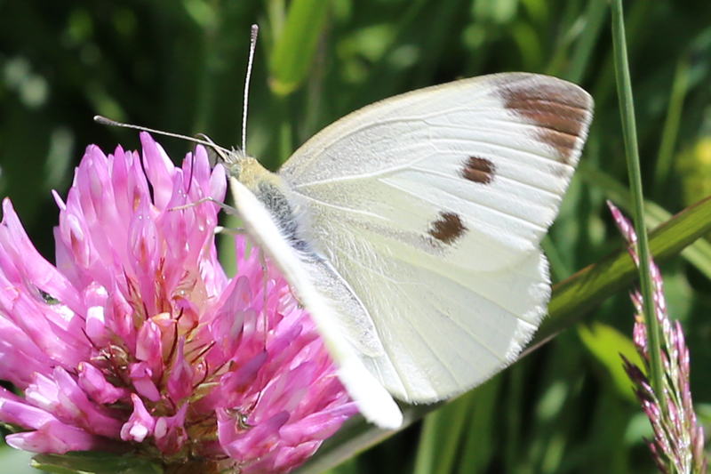 Pieris rapaeモンシロチョウ