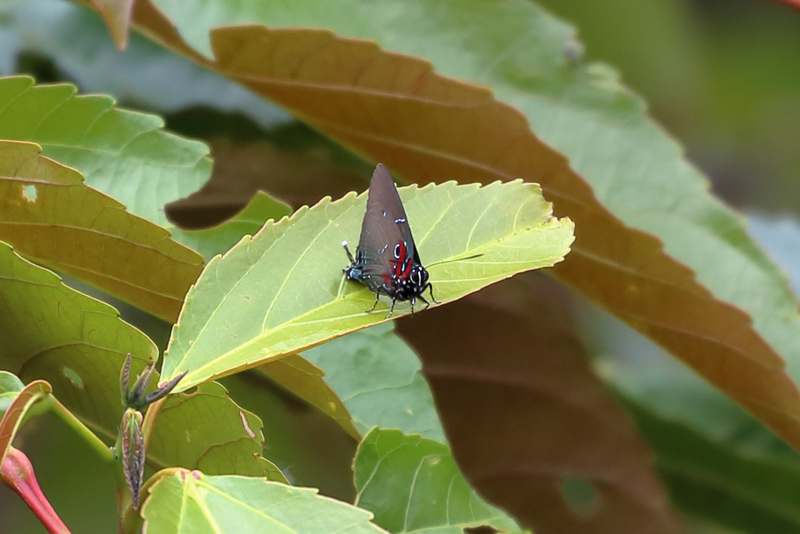 Atlides inachusイナクスシジミ