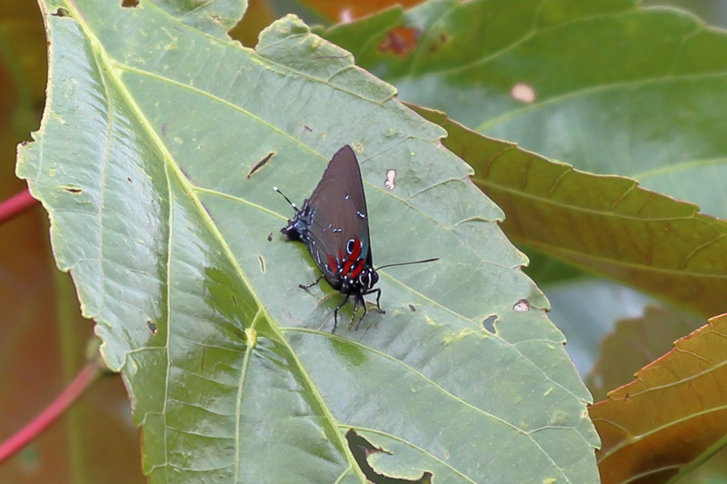 Atlides inachusイナクスシジミ