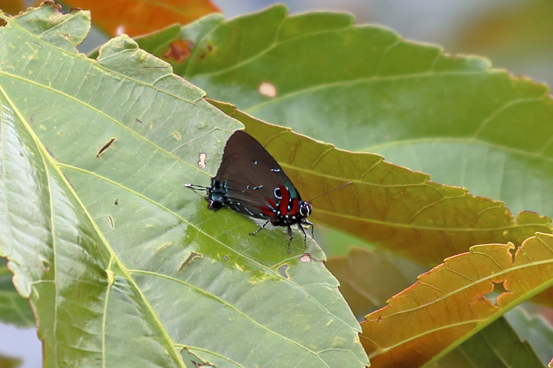 Atlides inachusイナクスシジミ