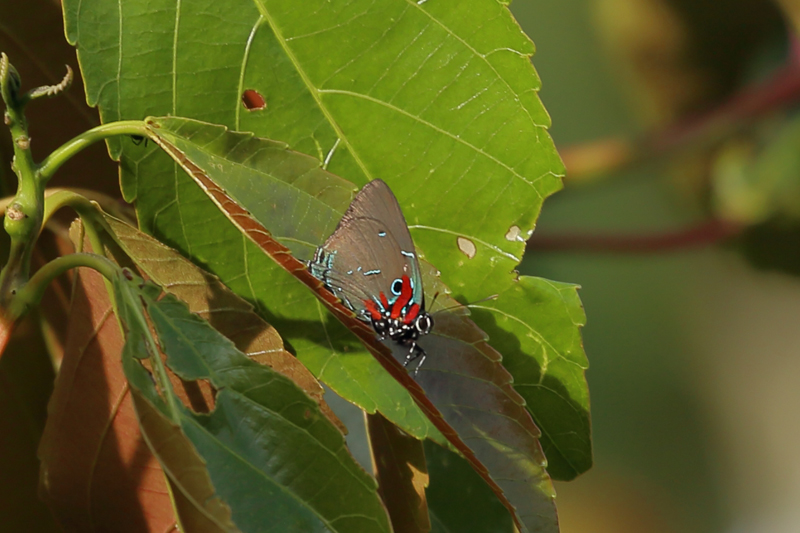 Atlides inachusイナクスシジミ