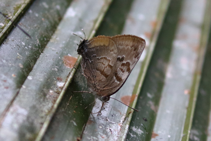 Rekoa palegonパレゴンシジミ