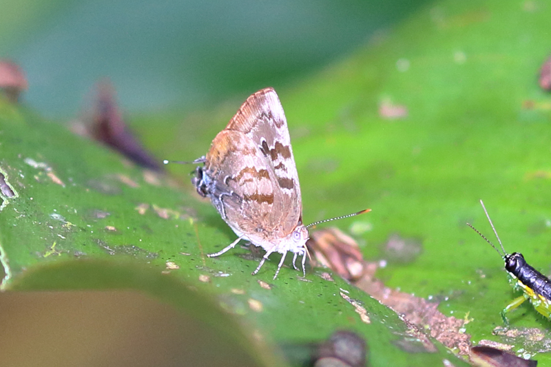 Rekoa palegonパレゴンシジミ