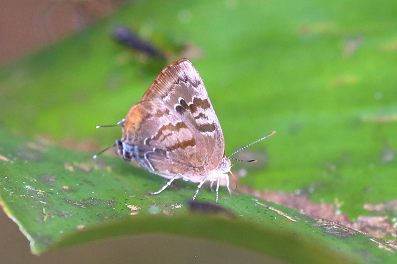 Rekoa palegonパレゴンシジミ