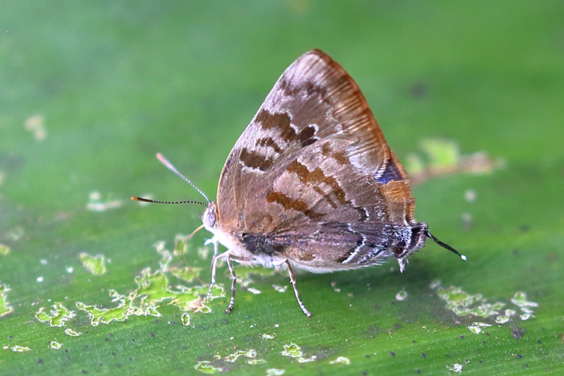 Rekoa palegonパレゴンシジミ