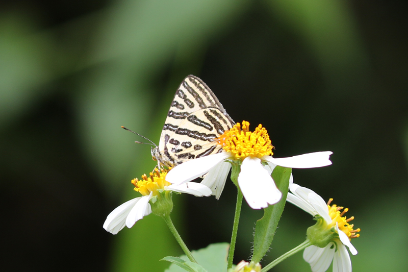 Spindasis syamaミツボシフタオツバメ