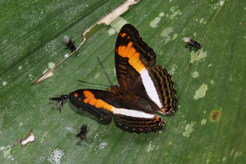 Adelpha maleaマレアアメリカイチモンジ