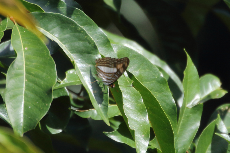 マレアアメリカイチモンジAdelpha malea