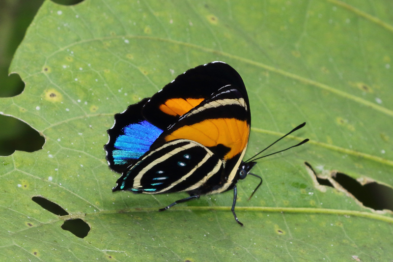 Callicore lycaリュカルリボシウズマキタテハ