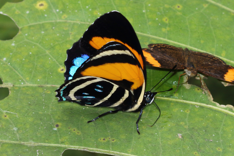 Callicore lycaリュカルリボシウズマキタテハ