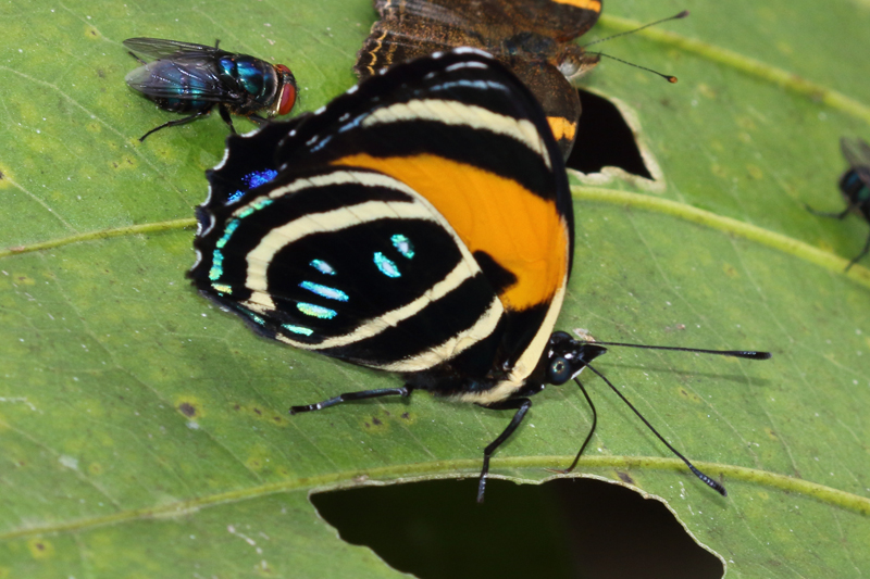 Callicore lycaリュカルリボシウズマキタテハ