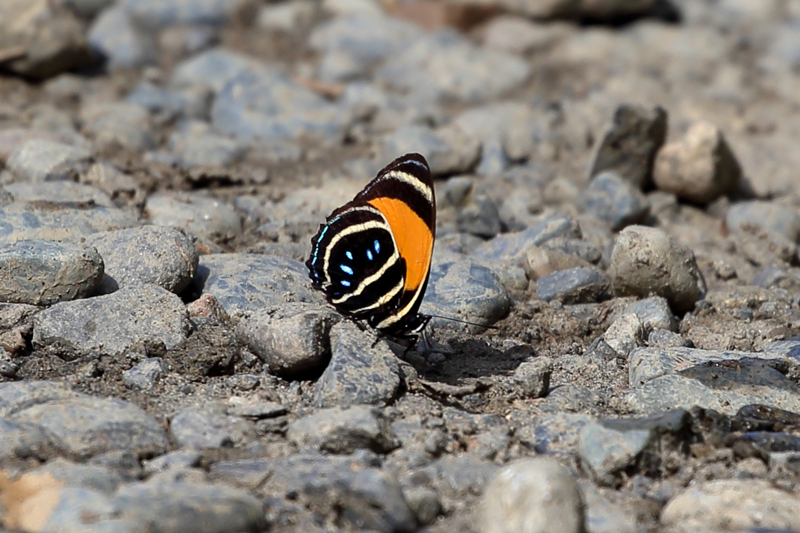 Callicore lycaリュカルリボシウズマキタテハ