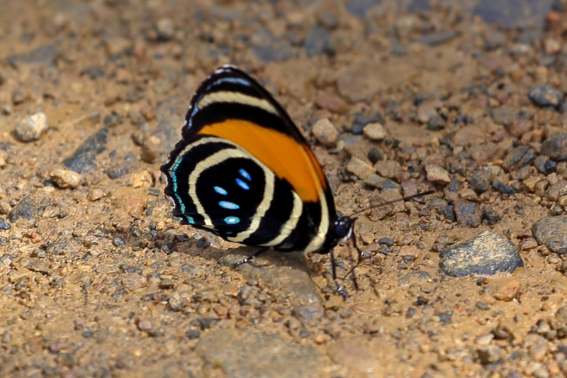 Callicore lycaリュカルリボシウズマキタテハ