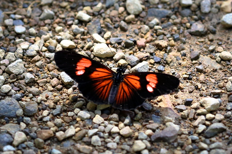 Castilia perillaペリッラタテハ