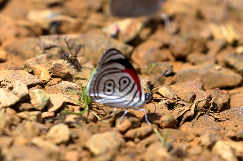 Diaethria eluinaエルイナウラモジタテハ