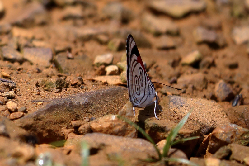 Diaethria eluinaエルイナウラモジタテハ