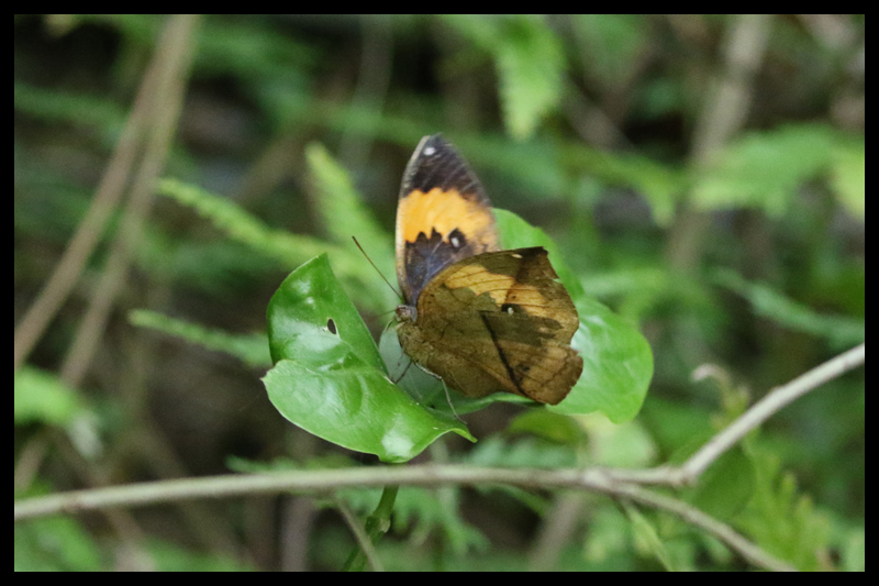 Kallima inachusコノハチョウ
