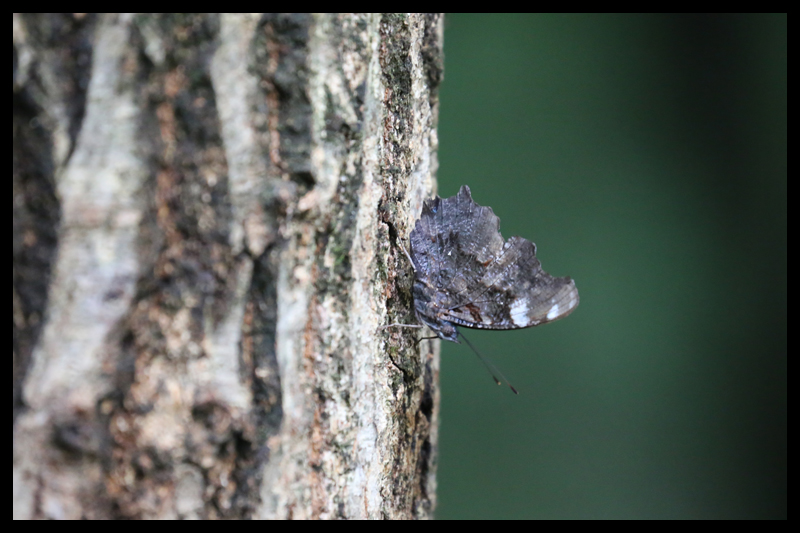 ぐんま昆虫の森Gunma Insect World Gunma