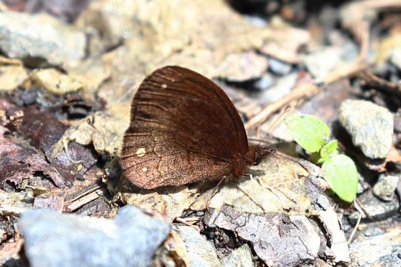 Manerebia cyclopellaキュクロペッラジャノメ
