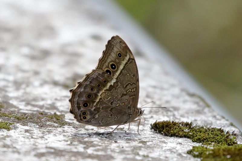 Neope muirheadiウラキマダラヒカゲ