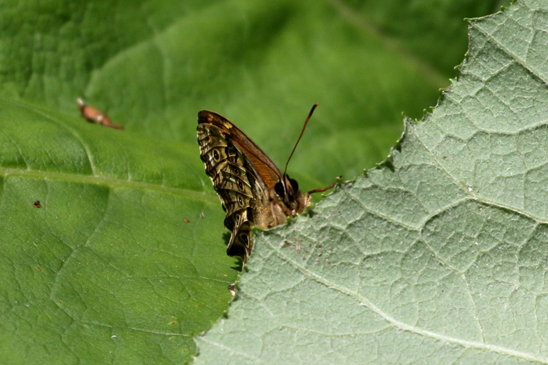 Neope niphonicaヤマキマダラヒカゲ