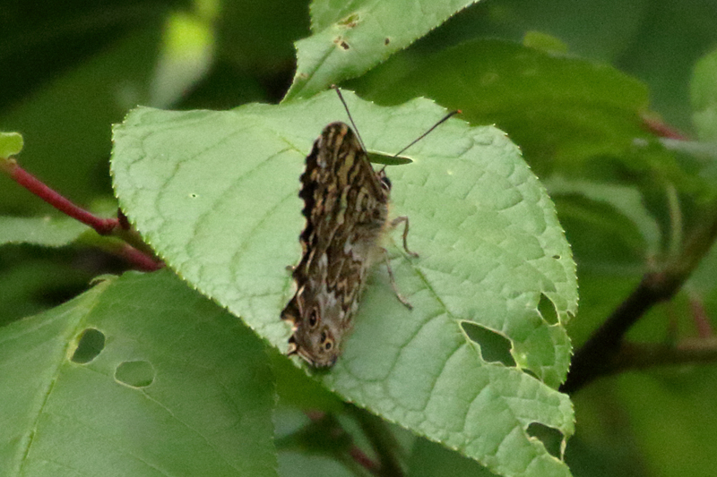 Neope niphonicaヤマキマダラヒカゲ