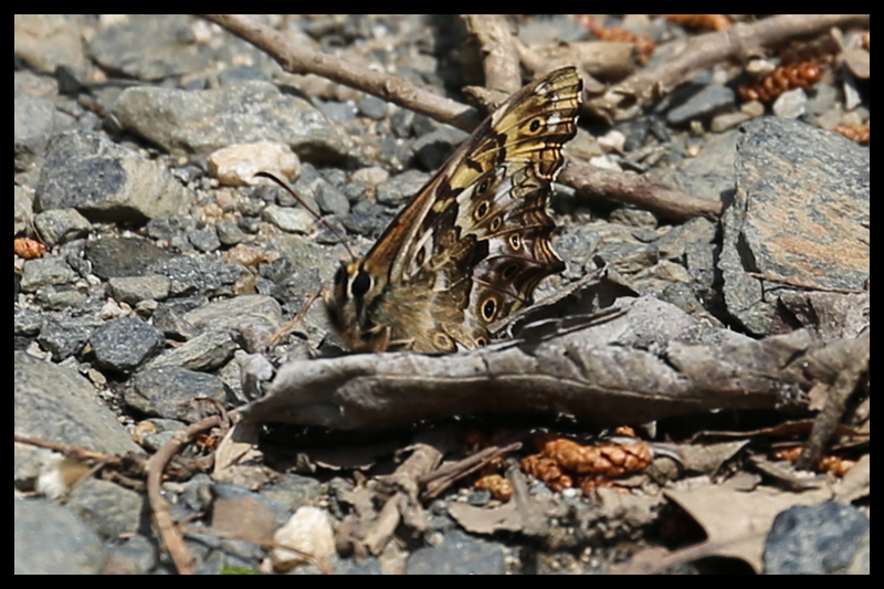 Neope niphonicaヤマキマダラヒカゲ
