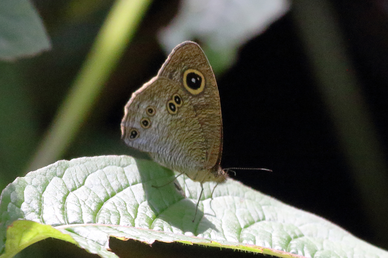 Ypthima conjunctaヤマナカウラナミジャノメ