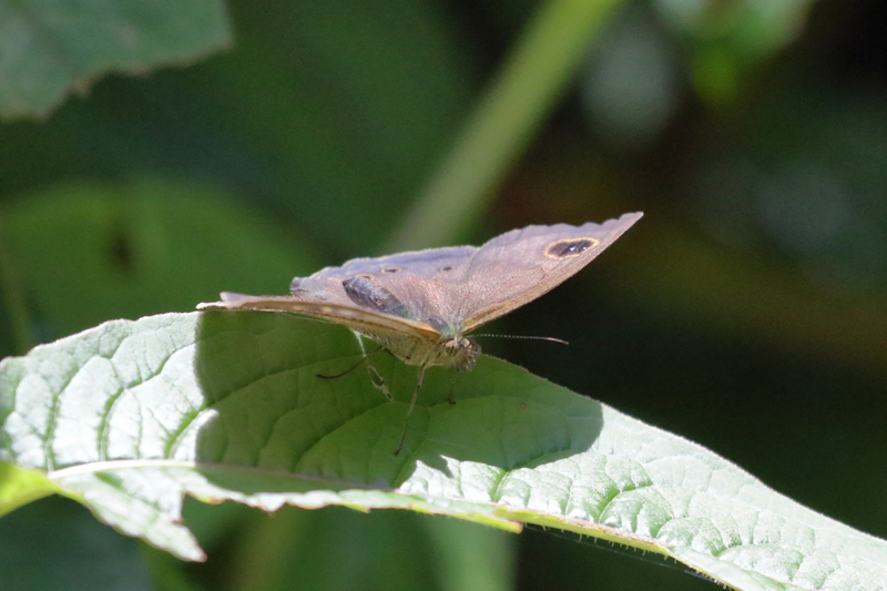Ypthima conjunctaヤマナカウラナミジャノメ