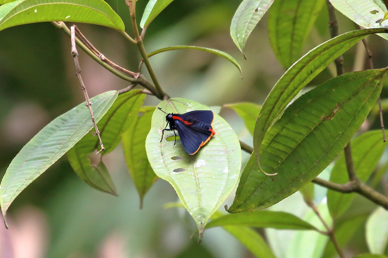 Pyrrhopyge telassaテラッサスソアカセセリ