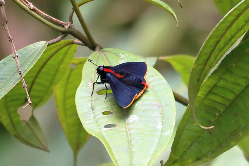 Pyrrhopyge telassaテラッサスソアカセセリ