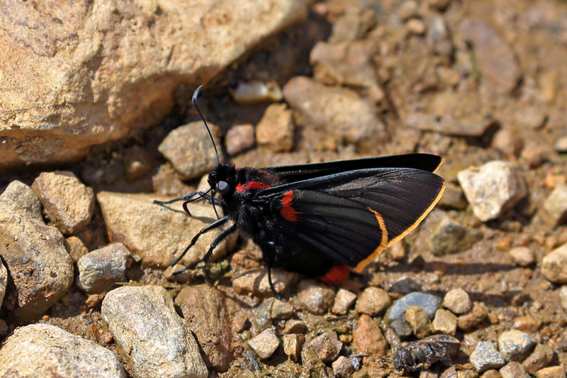 Pyrrhopyge telassaテラッサスソアカセセリ