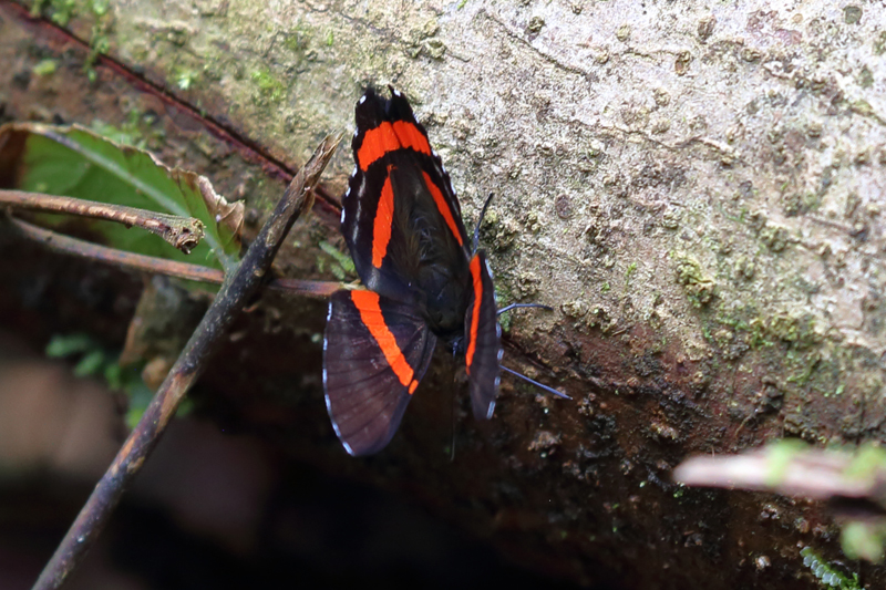 Ancyluris colubraコルブラシジミタテハ