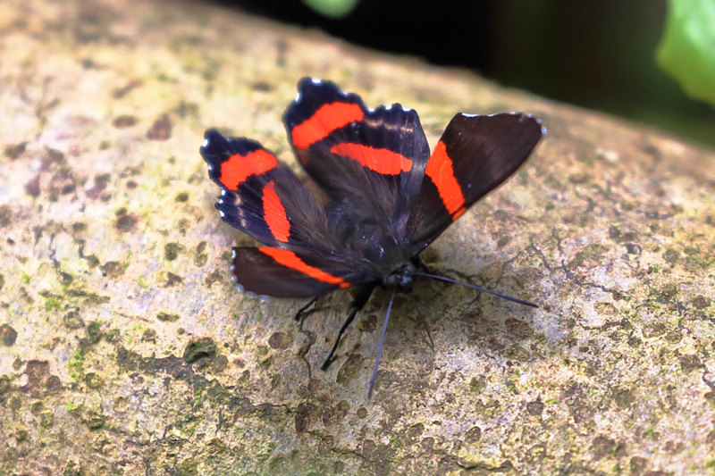 Ancyluris colubraコルブラシジミタテハ