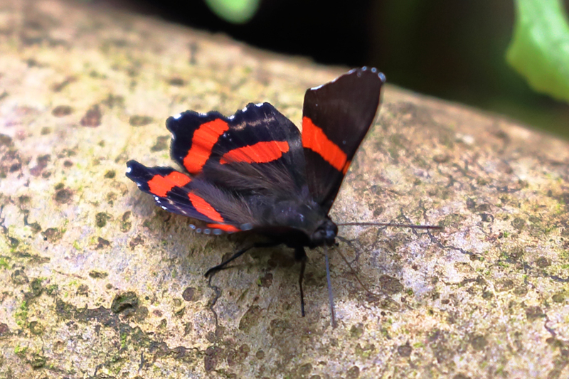 Ancyluris colubraコルブラシジミタテハ