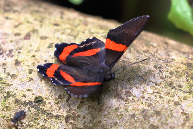 Ancyluris colubraコルブラシジミタテハ