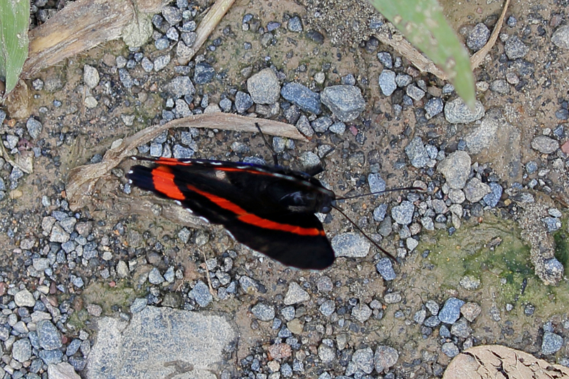 Ancyluris colubraコルブラシジミタテハ