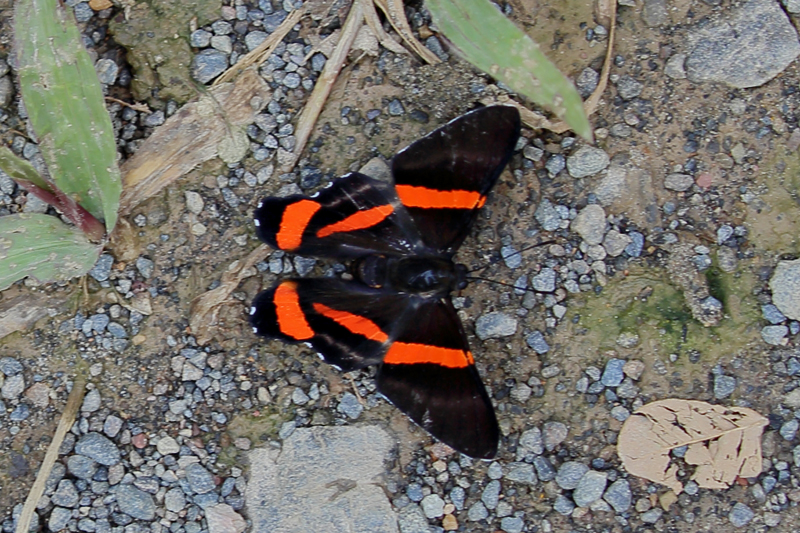 Ancyluris colubraコルブラシジミタテハ