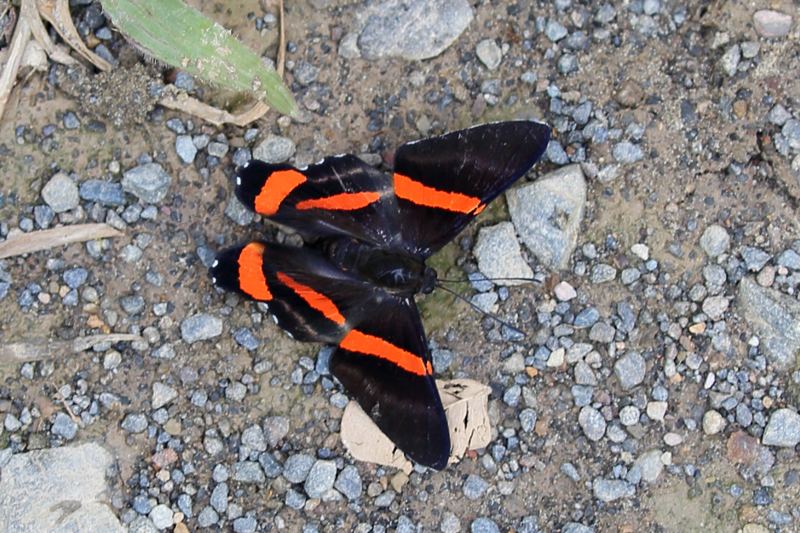 Ancyluris colubraコルブラシジミタテハ