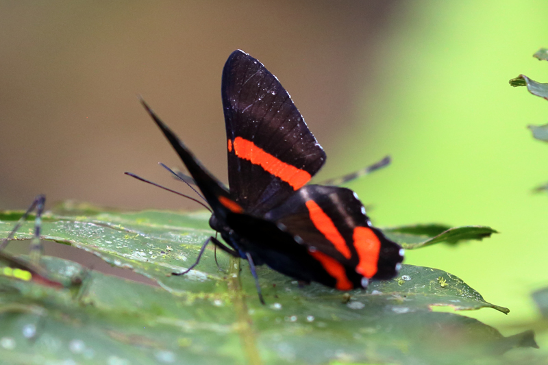 Ancyluris colubraコルブラシジミタテハ