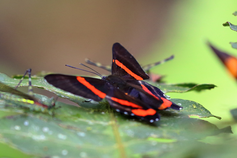 Ancyluris colubraコルブラシジミタテハ
