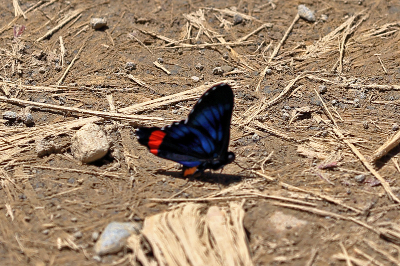 Ancyluris colubraコルブラシジミタテハ