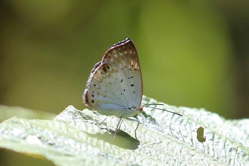 Menander hebrusヘブルスシジミタテハ